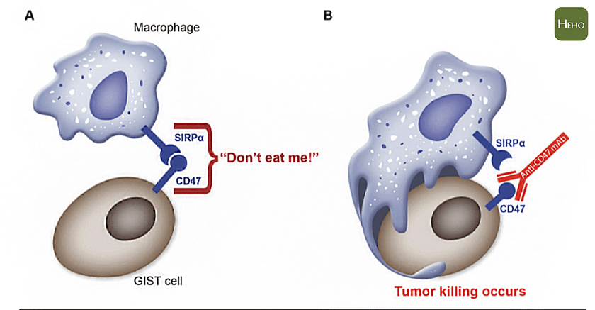 MHC1蛋白 彙整 - Heho Cancer