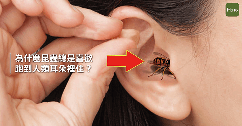 蟲蟲危機：蛆在耳朵孵化了！昆蟲跑進耳朵怎麼辦？ Heho健康